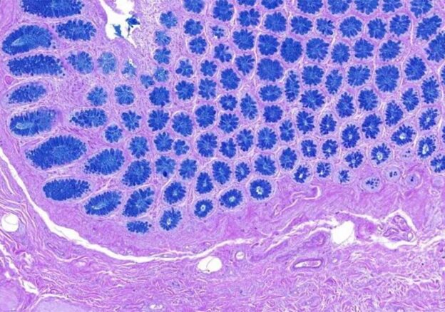 Pathology Services | New Lab Development | The Woodlands, TX